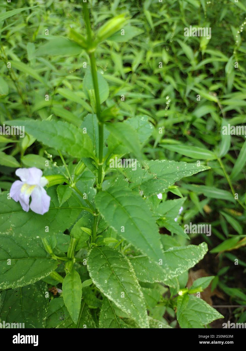 sharpwing monkeyflower (Mimulus alatus Stock Photo - Alamy