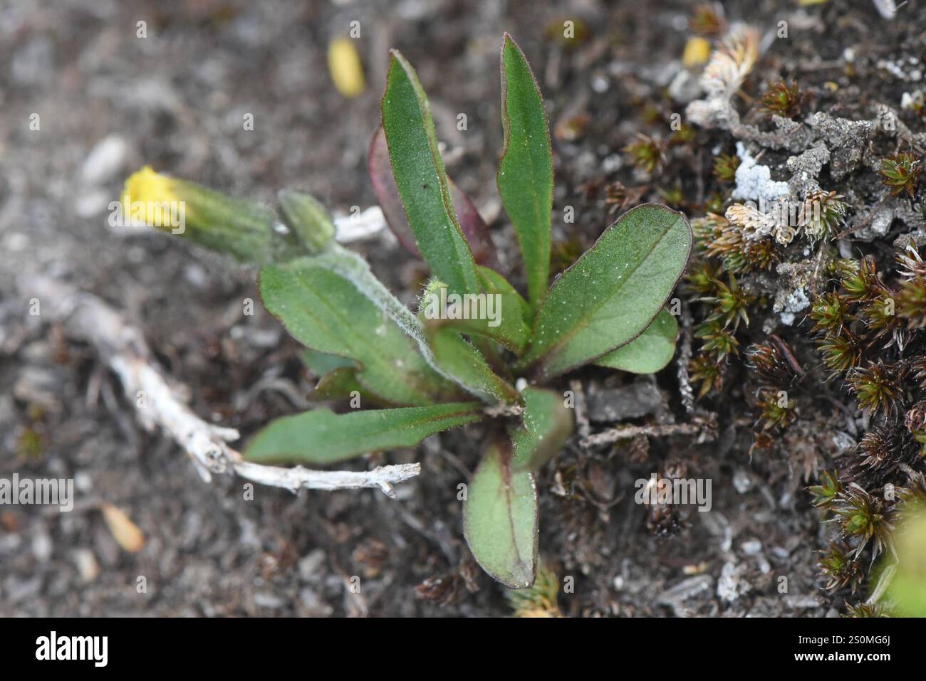 Slender Hawkweed (Hieracium triste Stock Photo - Alamy