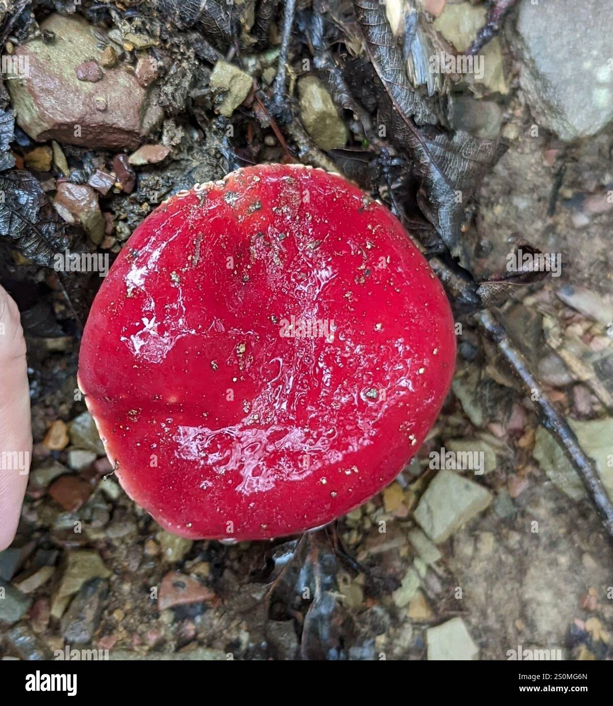 Frost's Bolete (Exsudoporus frostii Stock Photo - Alamy