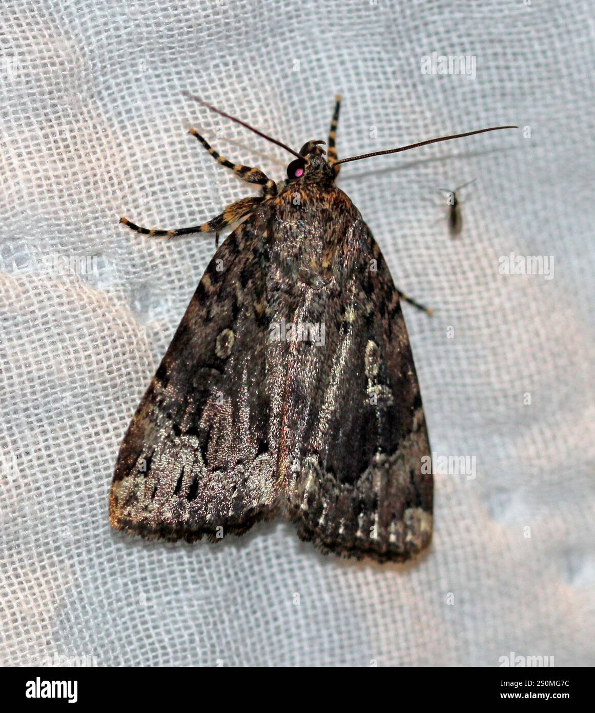 American Copper Underwing (Amphipyra pyramidoides Stock Photo - Alamy