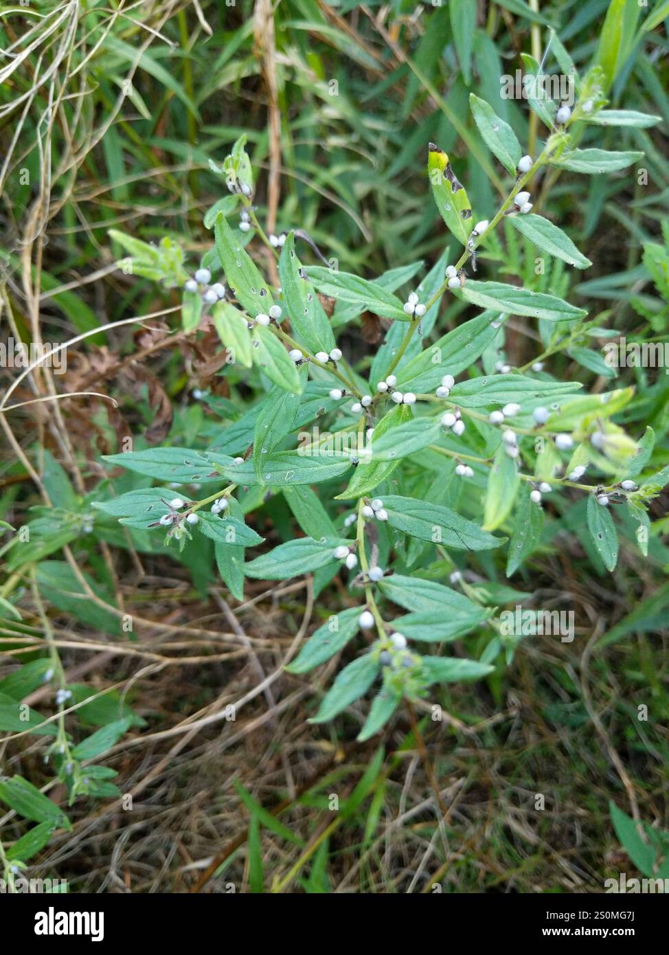 Common Gromwell (Lithospermum officinale Stock Photo - Alamy