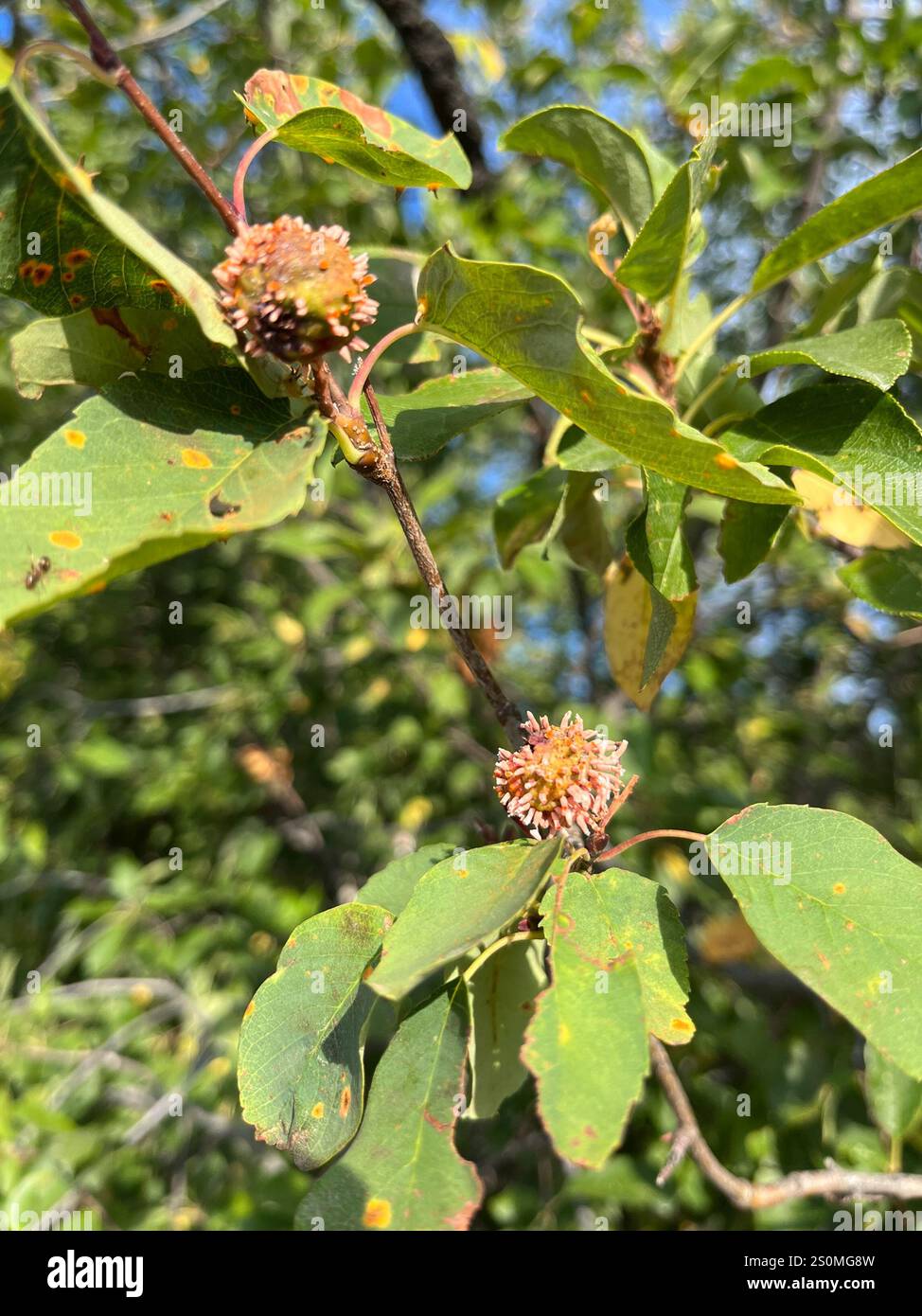 Cedar-Hawthorn Rust (Gymnosporangium globosum Stock Photo - Alamy