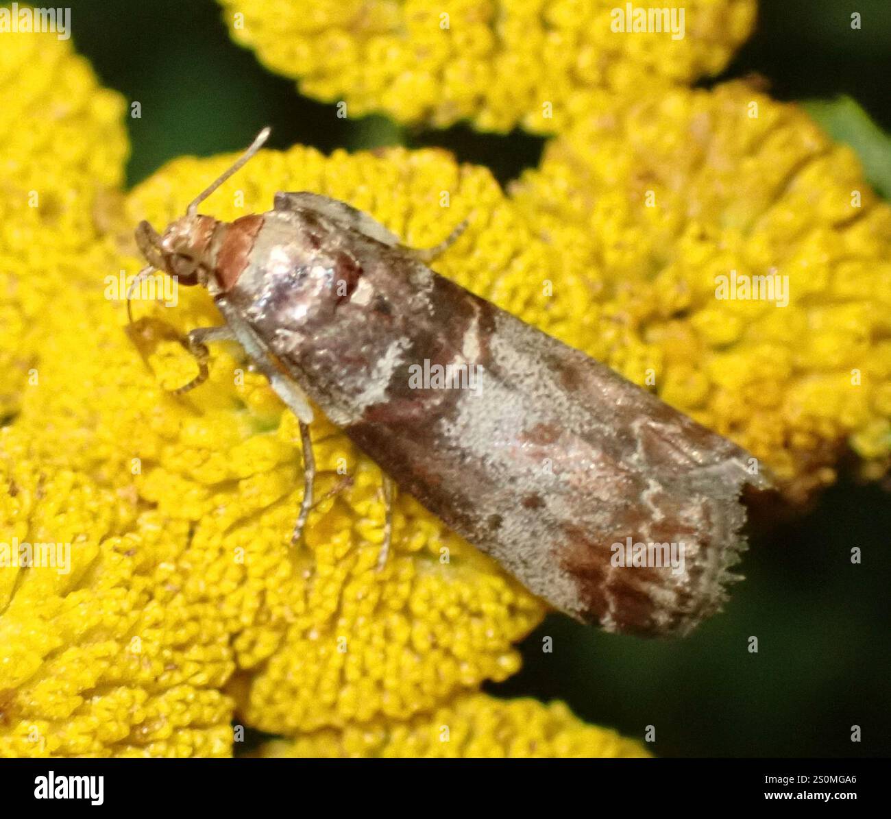 Grey Knot-horn (Acrobasis advenella Stock Photo - Alamy