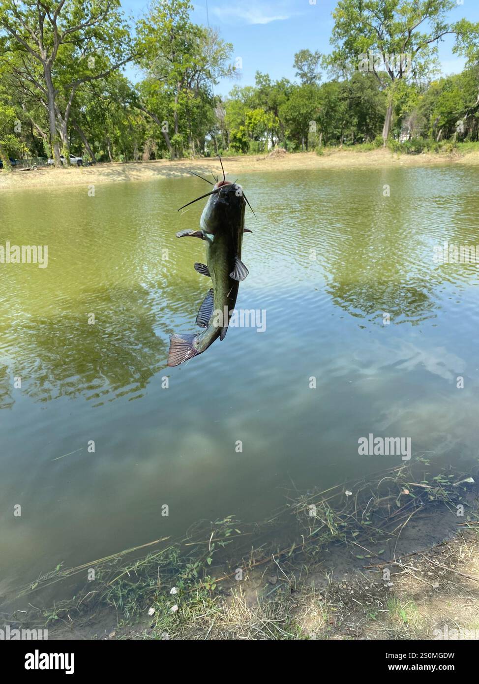 Black Bullhead (Ameiurus melas Stock Photo - Alamy