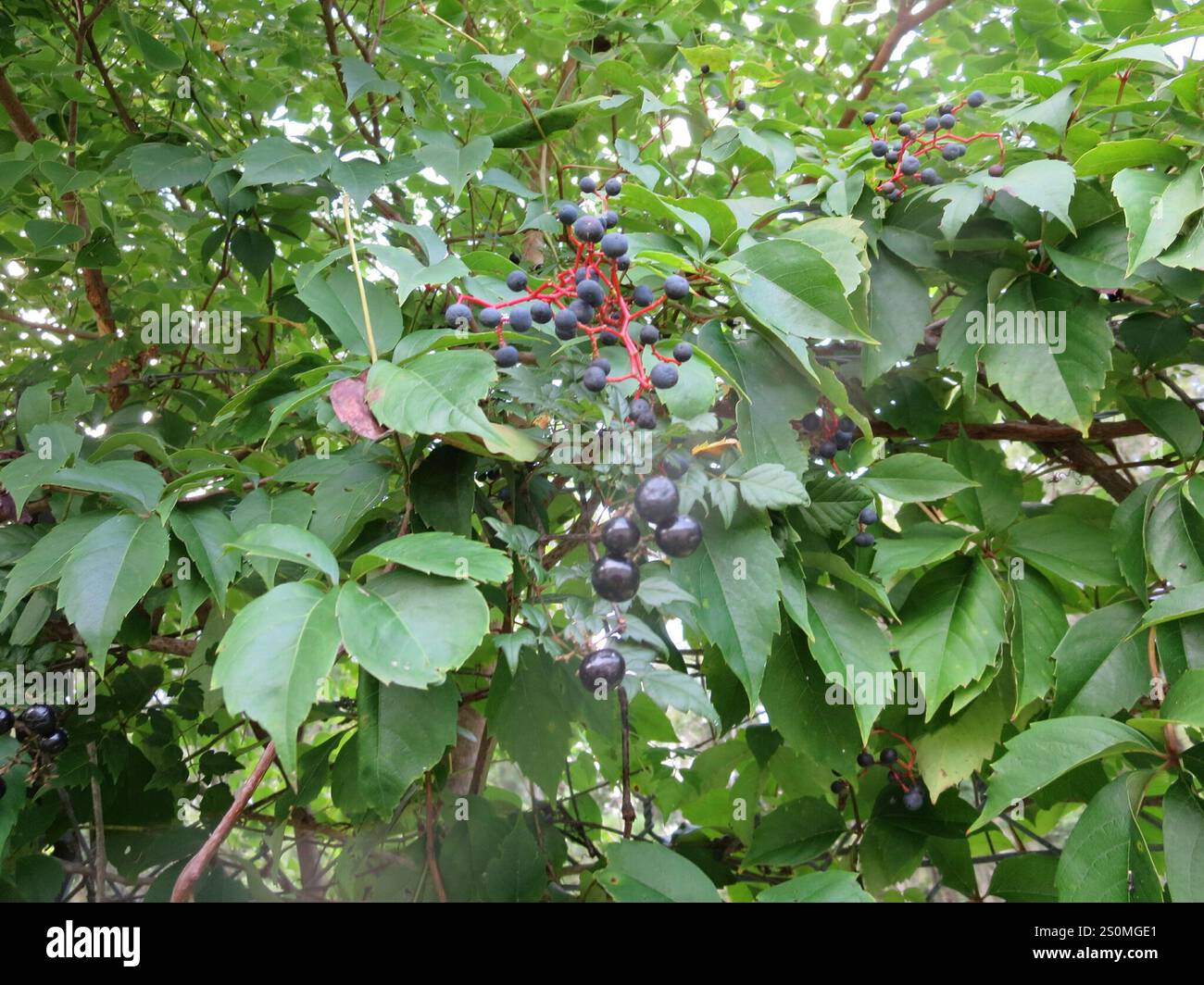 peppervine (Nekemias arborea Stock Photo - Alamy