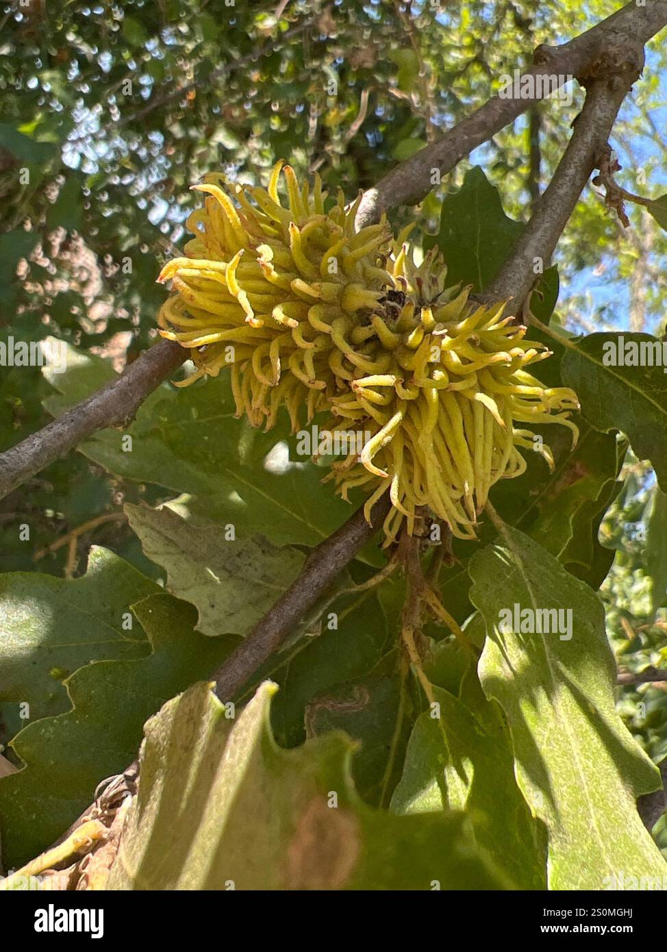 Turkey Oak (Quercus cerris Stock Photo - Alamy