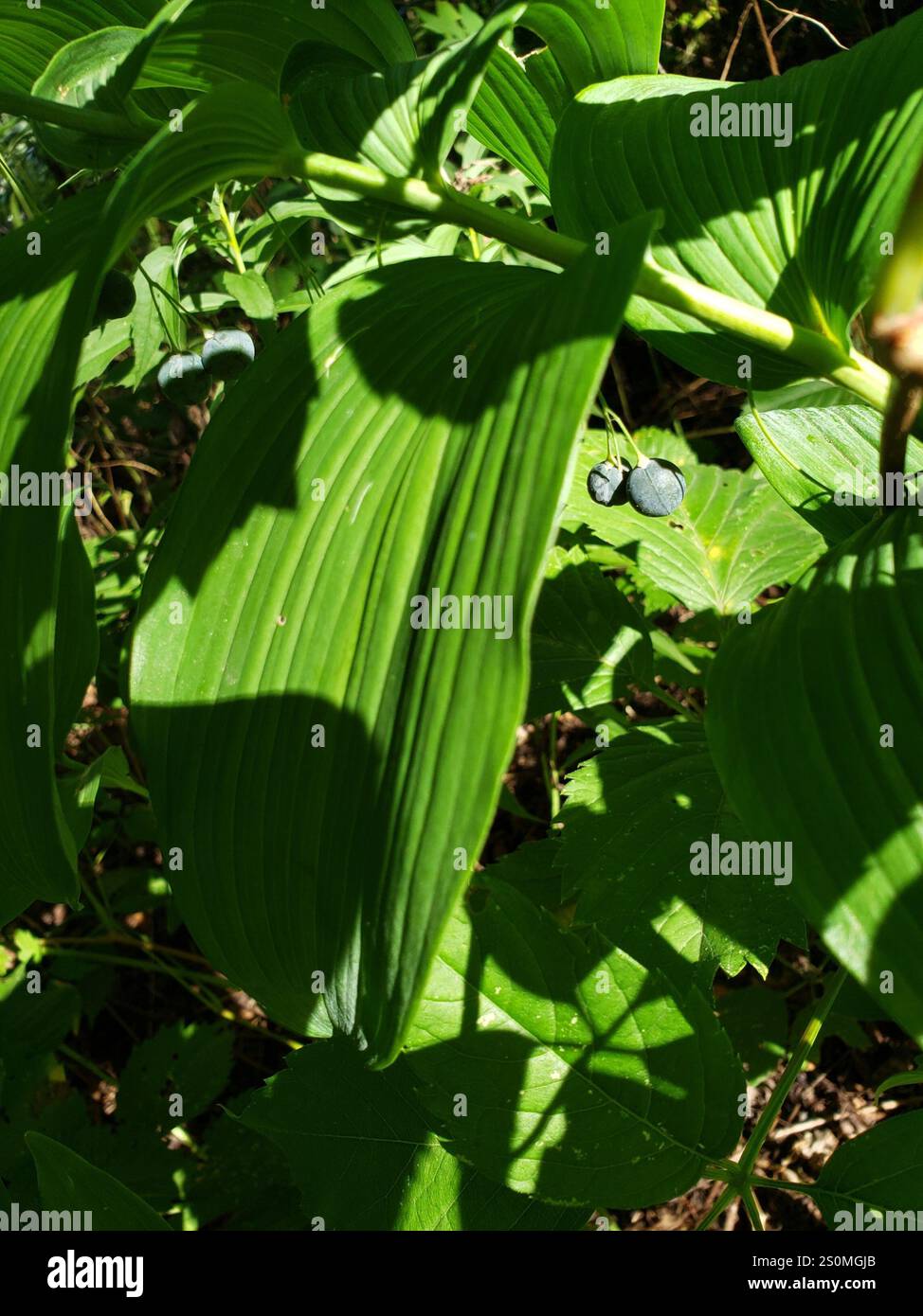 giant Solomon's seal (Polygonatum biflorum commutatum Stock Photo - Alamy