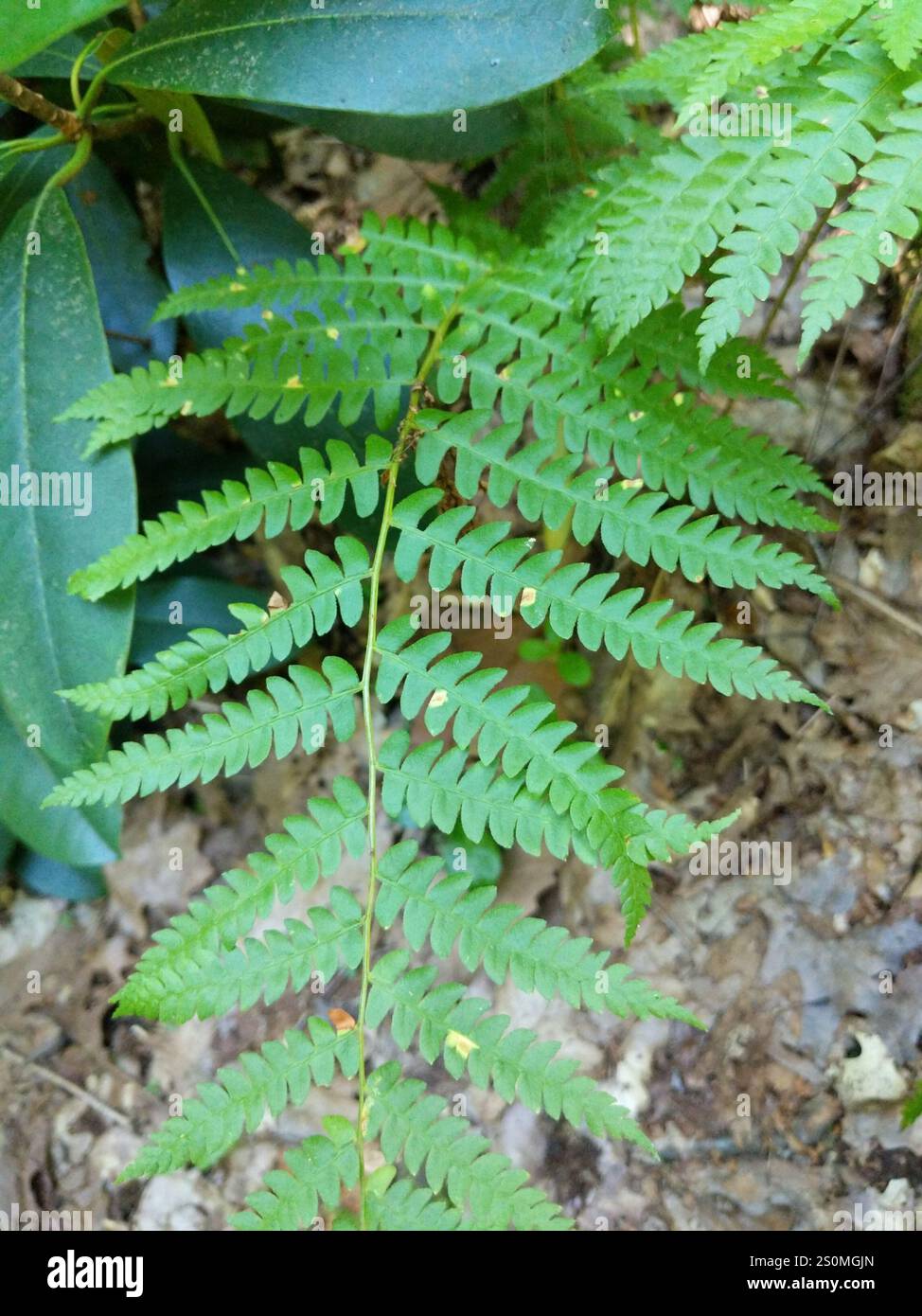 cinnamon fern (Osmundastrum cinnamomeum Stock Photo - Alamy