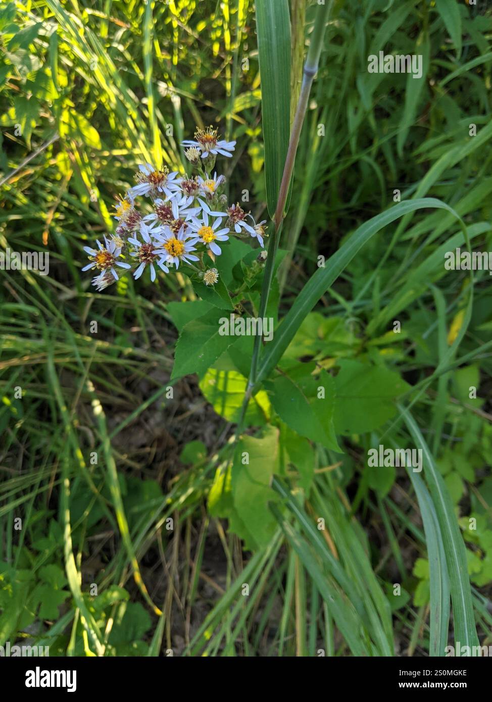 large-leaved aster (Eurybia macrophylla Stock Photo - Alamy