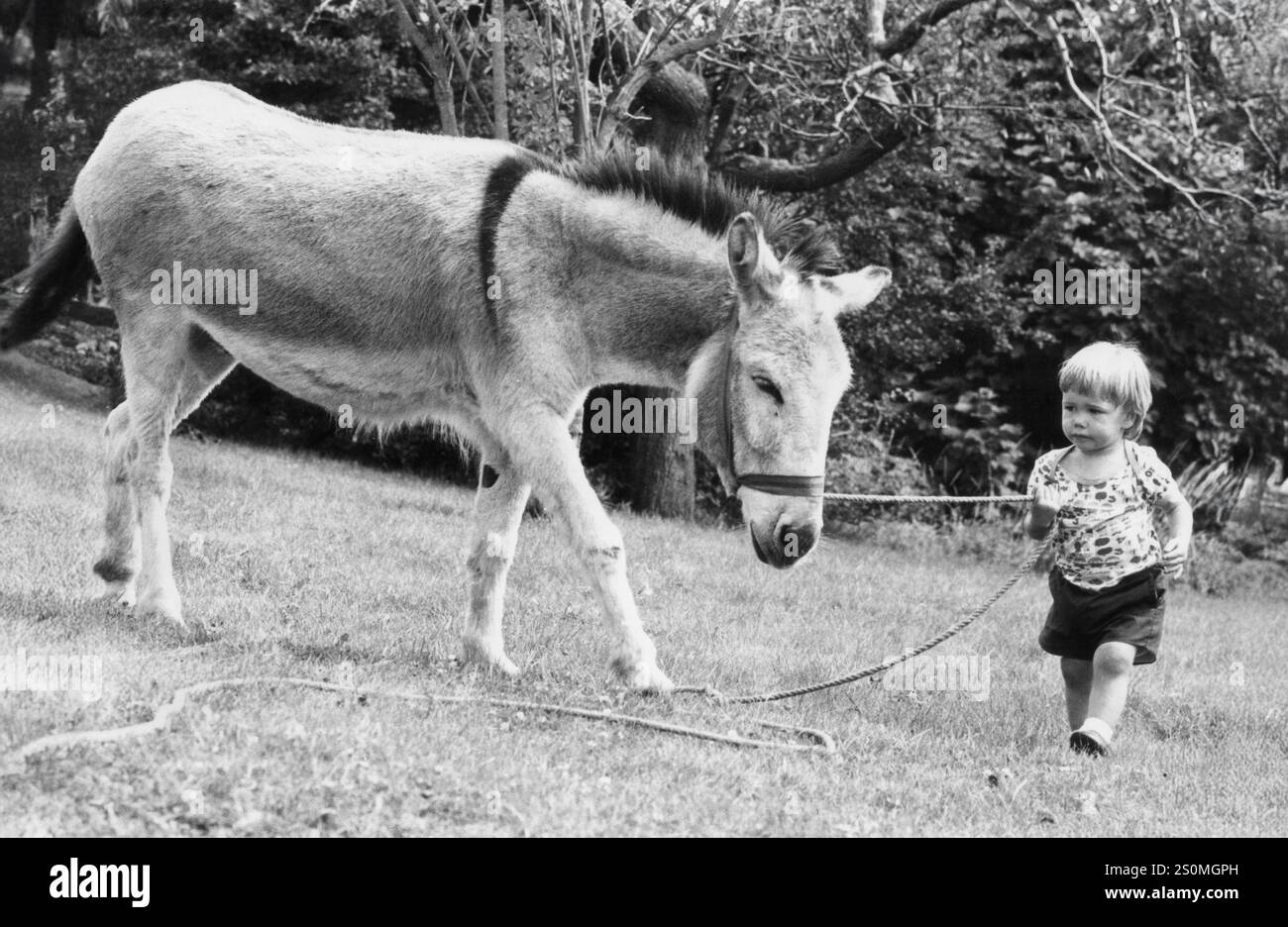 Young child with pet donkey England Uk Stock Photo - Alamy