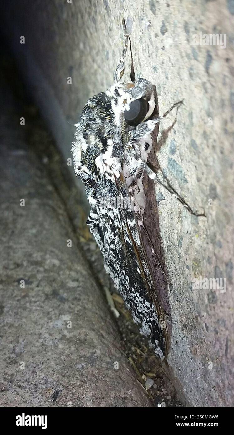 Rustic Sphinx (Manduca rustica Stock Photo - Alamy