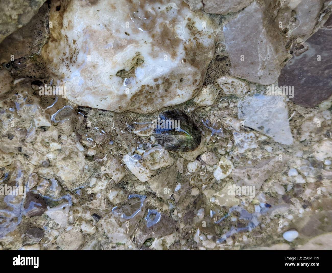 Mediterranean Limpet (Patella caerulea Stock Photo - Alamy