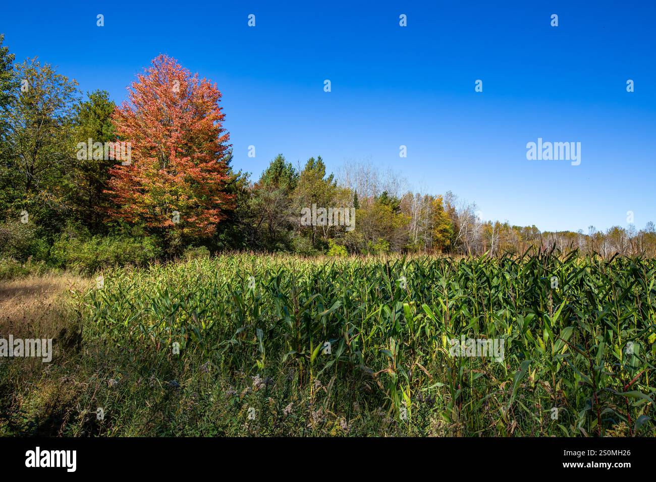 Colorful Wisconsin forest and farmland with corn in early October ...