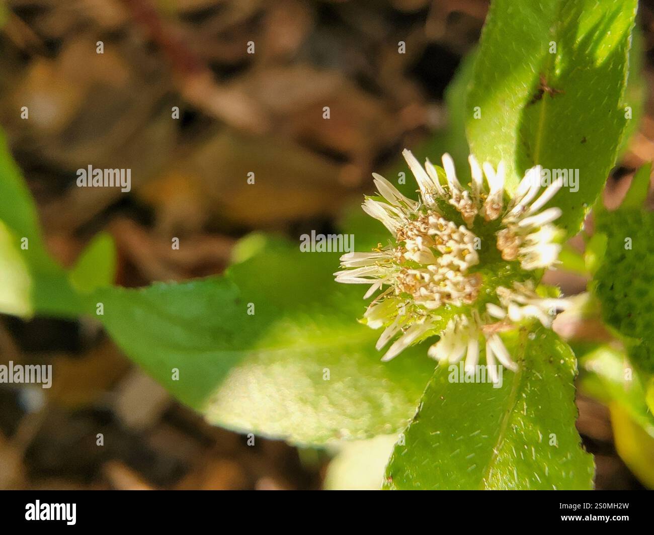 false daisy (Eclipta prostrata Stock Photo - Alamy