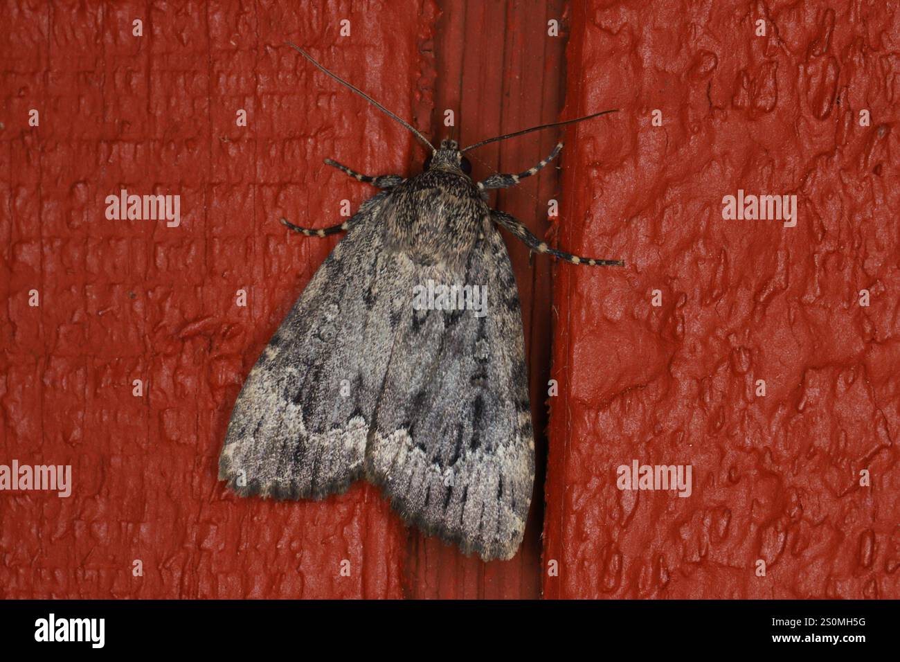 American Copper Underwing (Amphipyra pyramidoides Stock Photo - Alamy