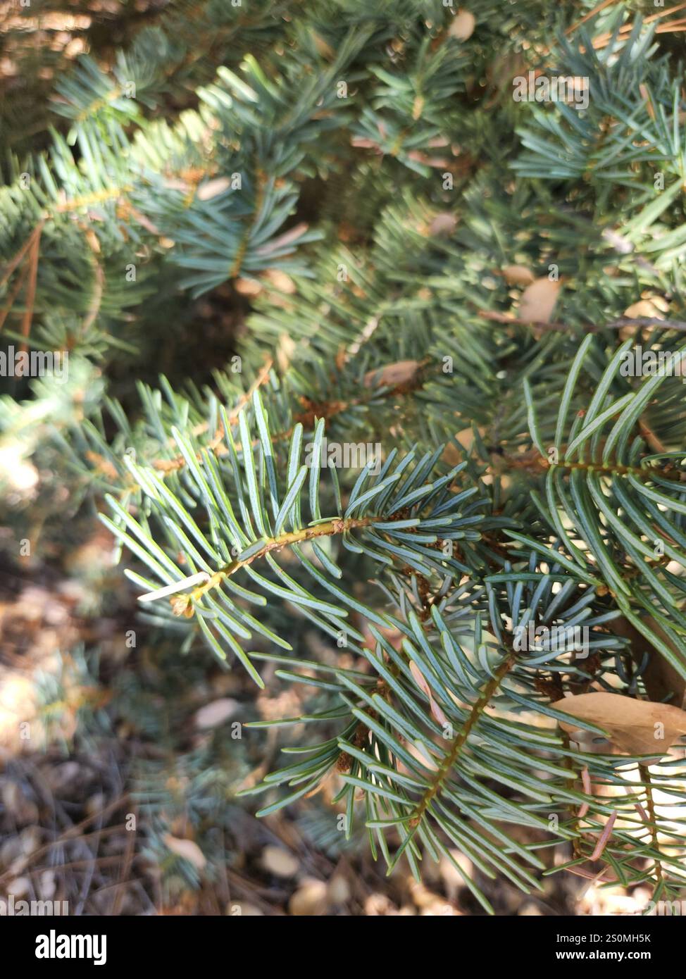 white fir (Abies concolor Stock Photo - Alamy