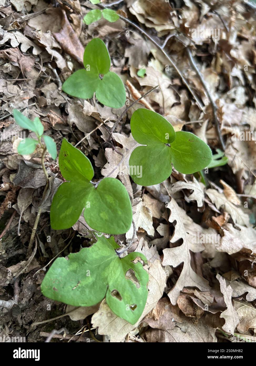 Liverleaf (Hepatica nobilis Stock Photo - Alamy