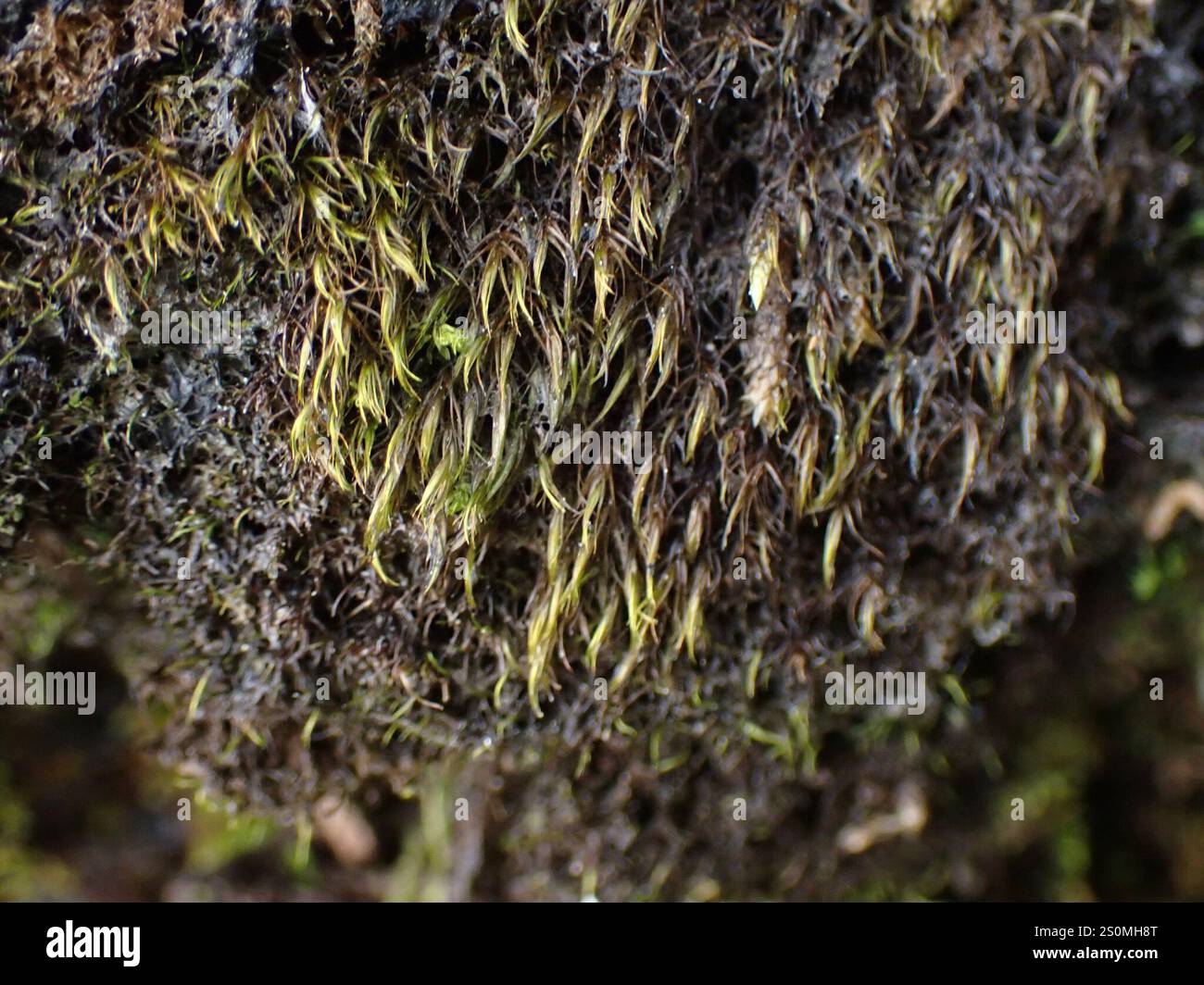 Sharp-leaved Blindia (Blindia acuta Stock Photo - Alamy