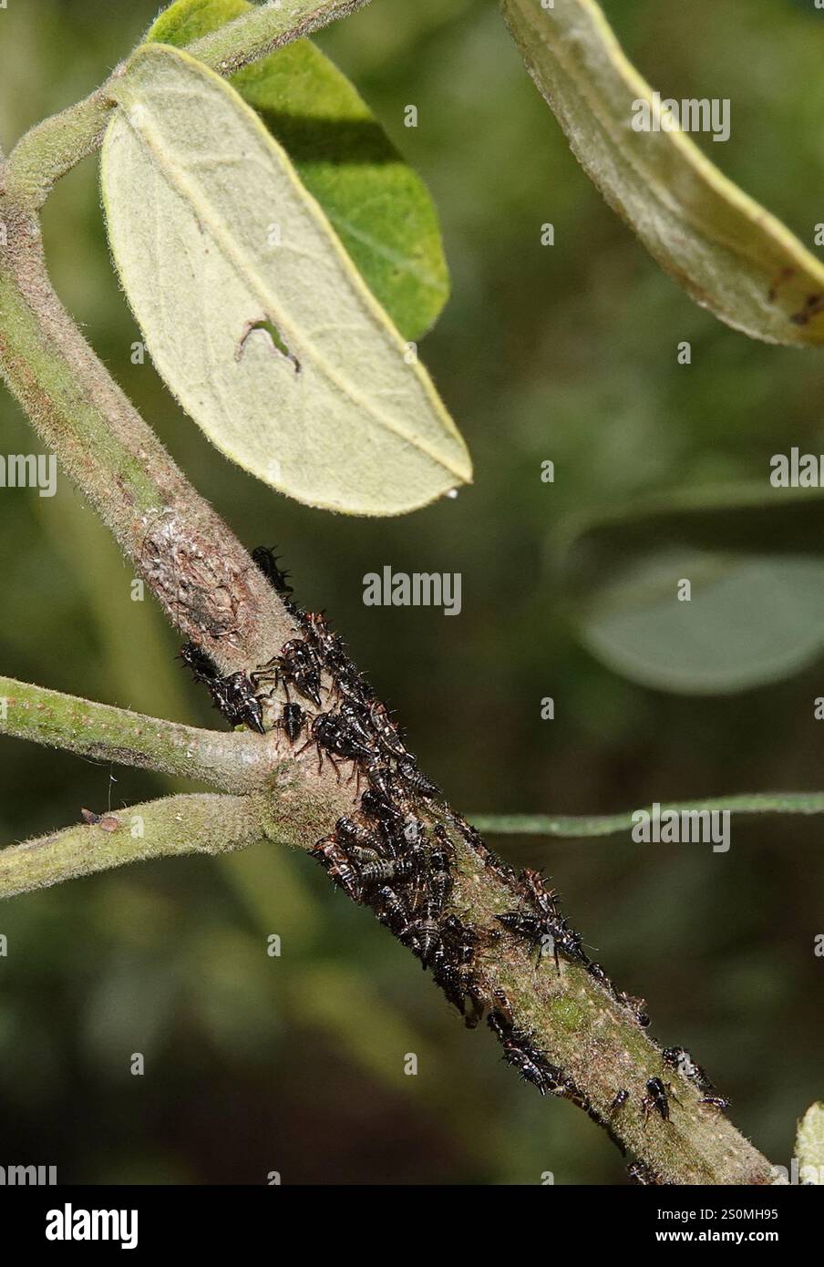 Typical Treehoppers (Membracidae Stock Photo - Alamy
