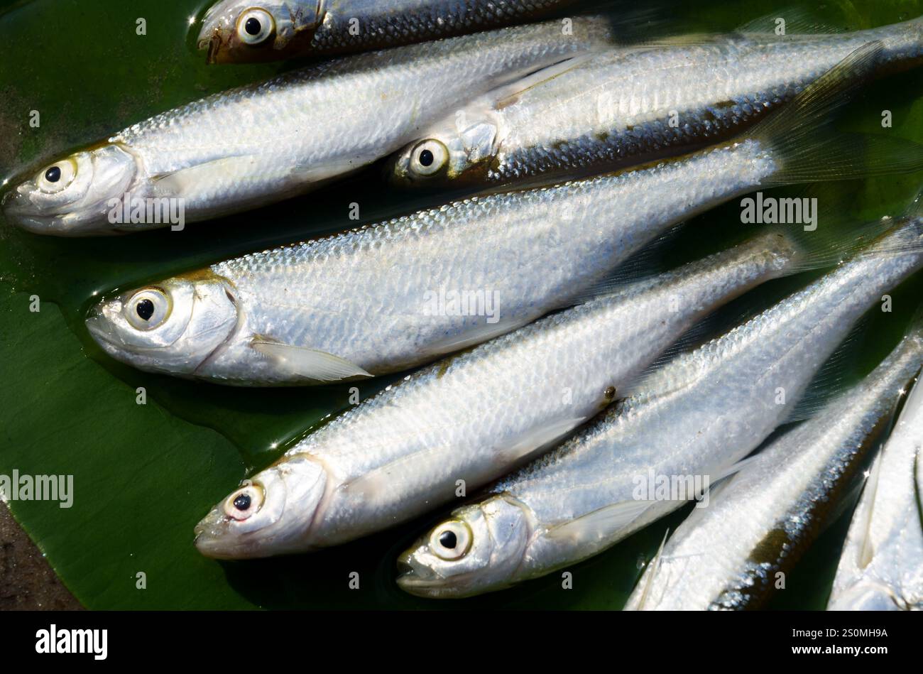 Top melter hi-res stock photography and images - Alamy