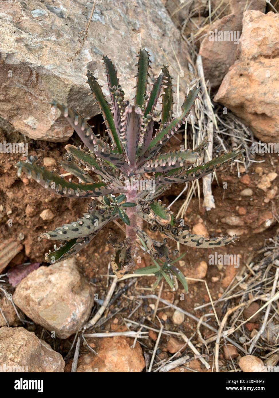 Alligator plant (Kalanchoe × houghtonii Stock Photo - Alamy