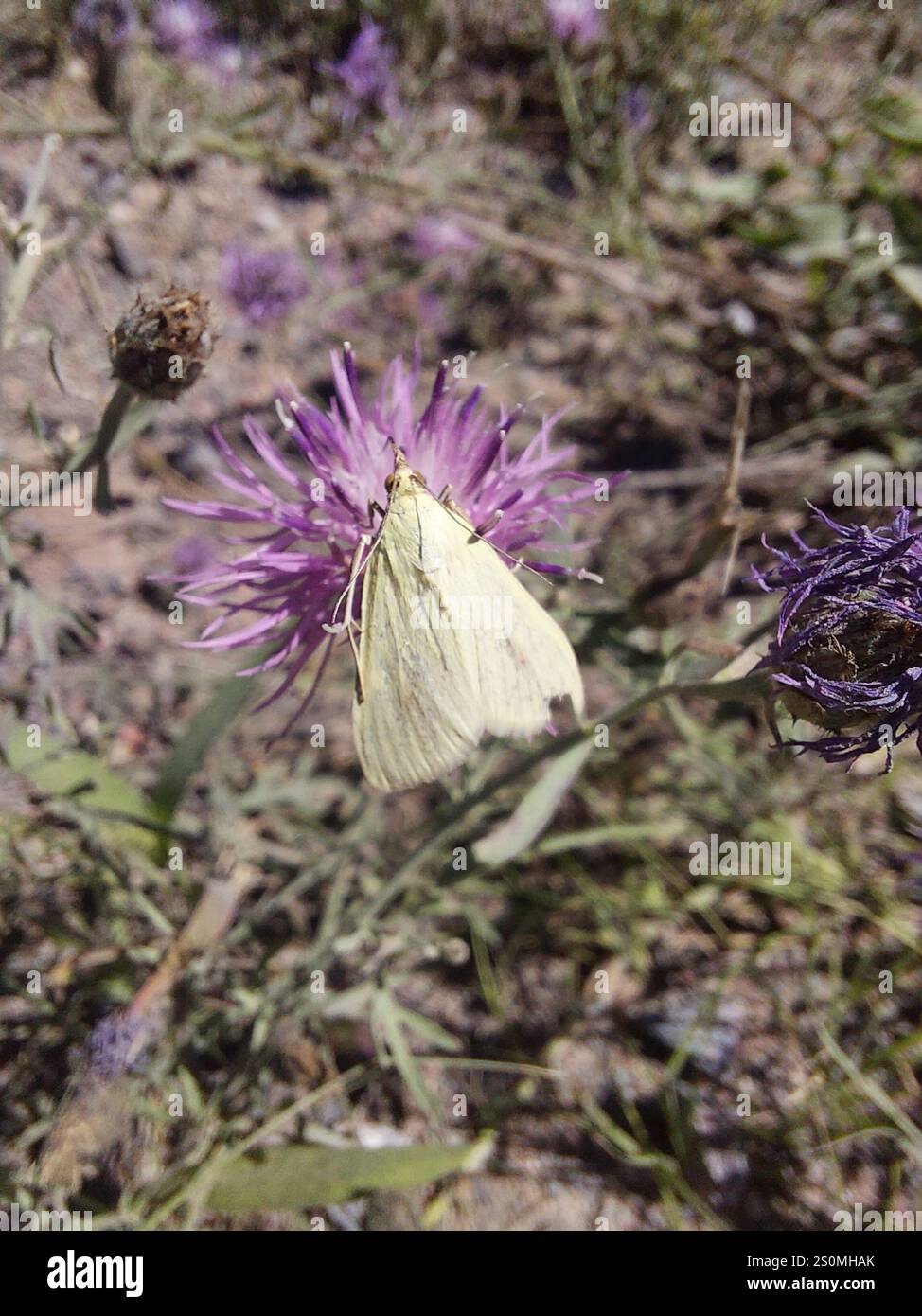 Carrot Seed Moth (Sitochroa palealis Stock Photo - Alamy