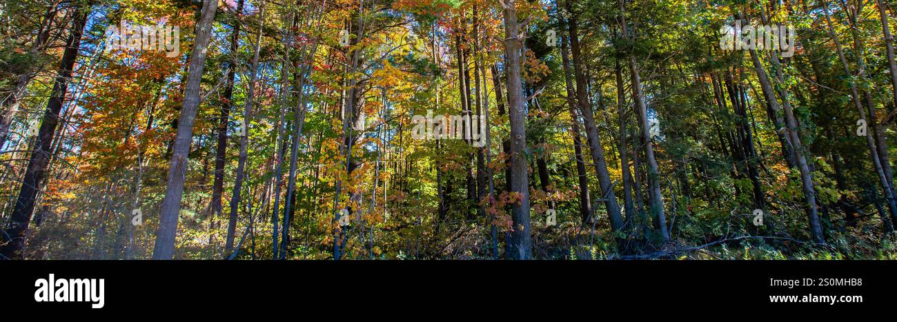 Colorful Wisconsin forest in early October, panorama Stock Photo - Alamy