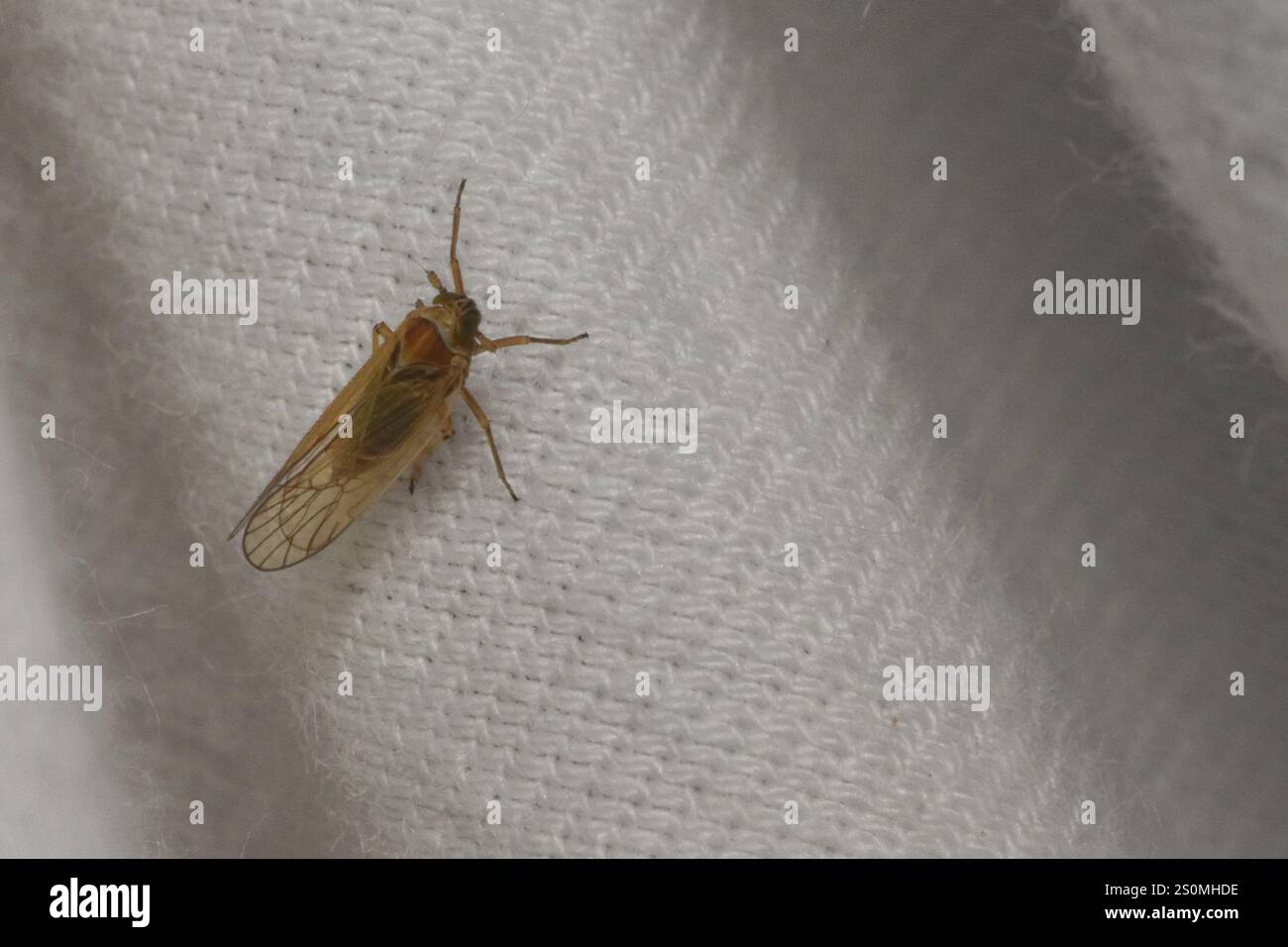 True Hoppers (Auchenorrhyncha Stock Photo - Alamy