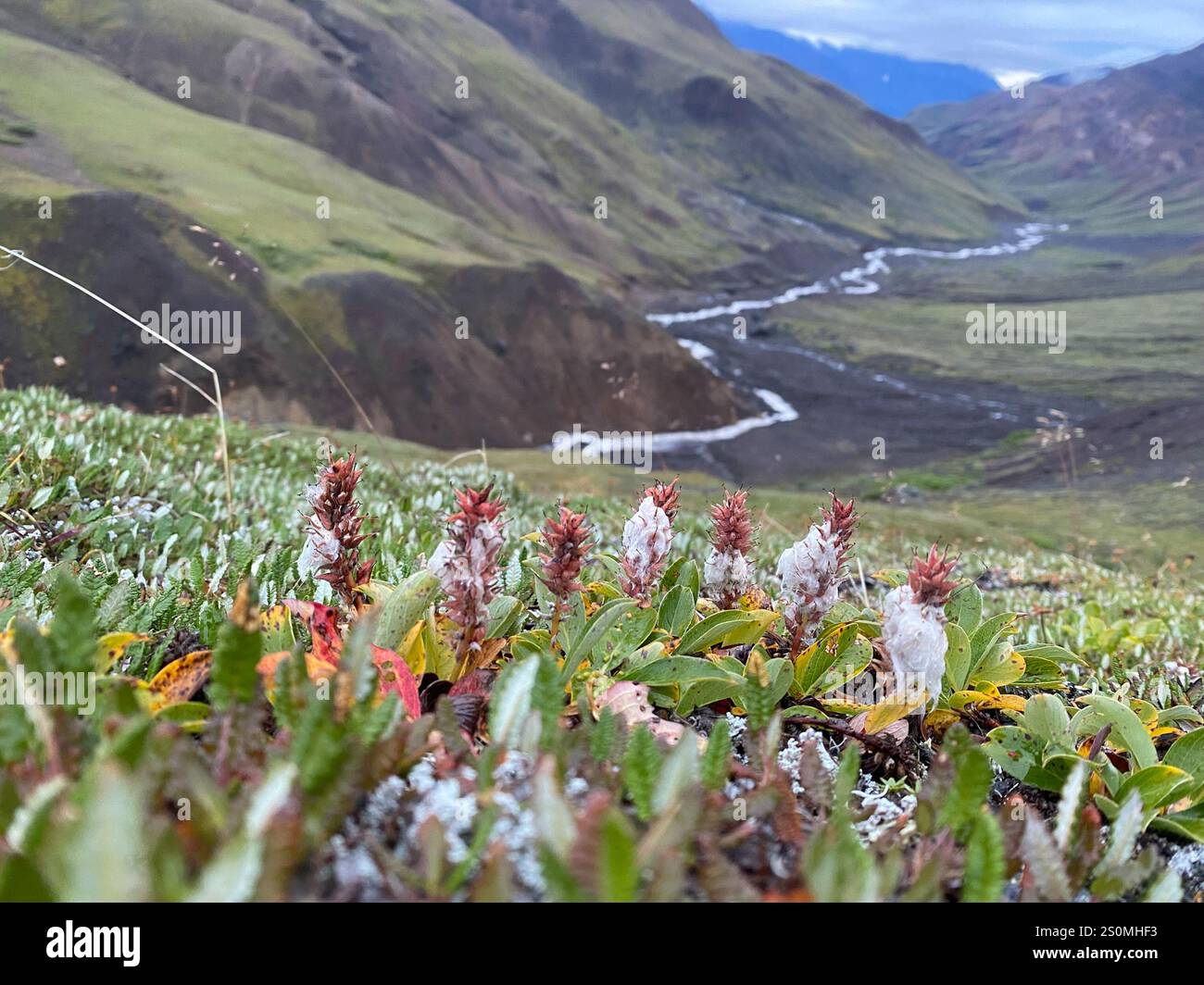 arctic willow (Salix arctica Stock Photo - Alamy