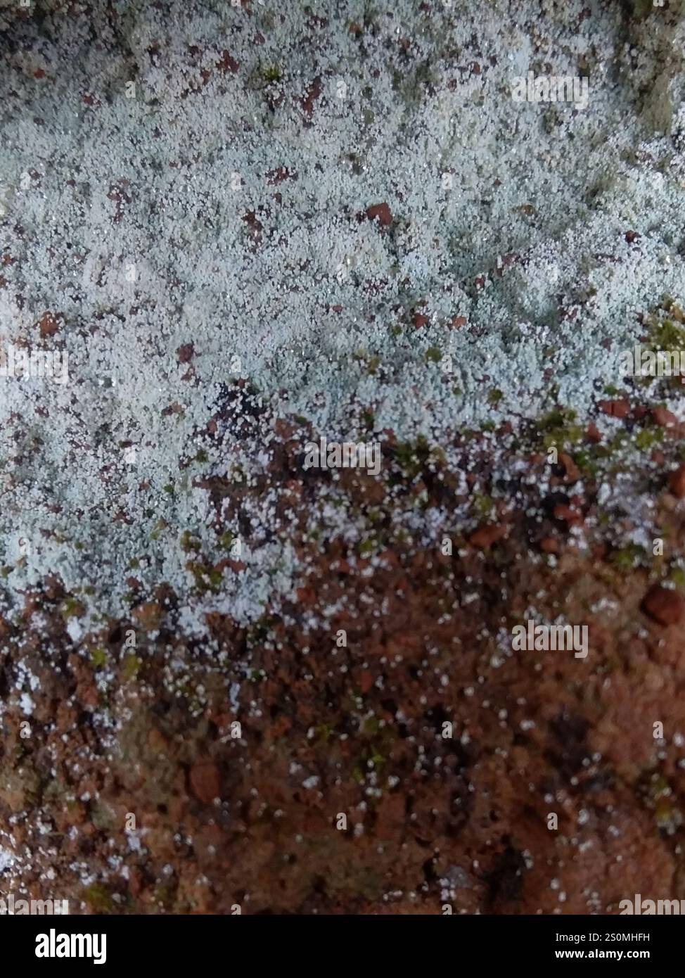 Fluffy Dust Lichen (Lepraria finkii Stock Photo - Alamy