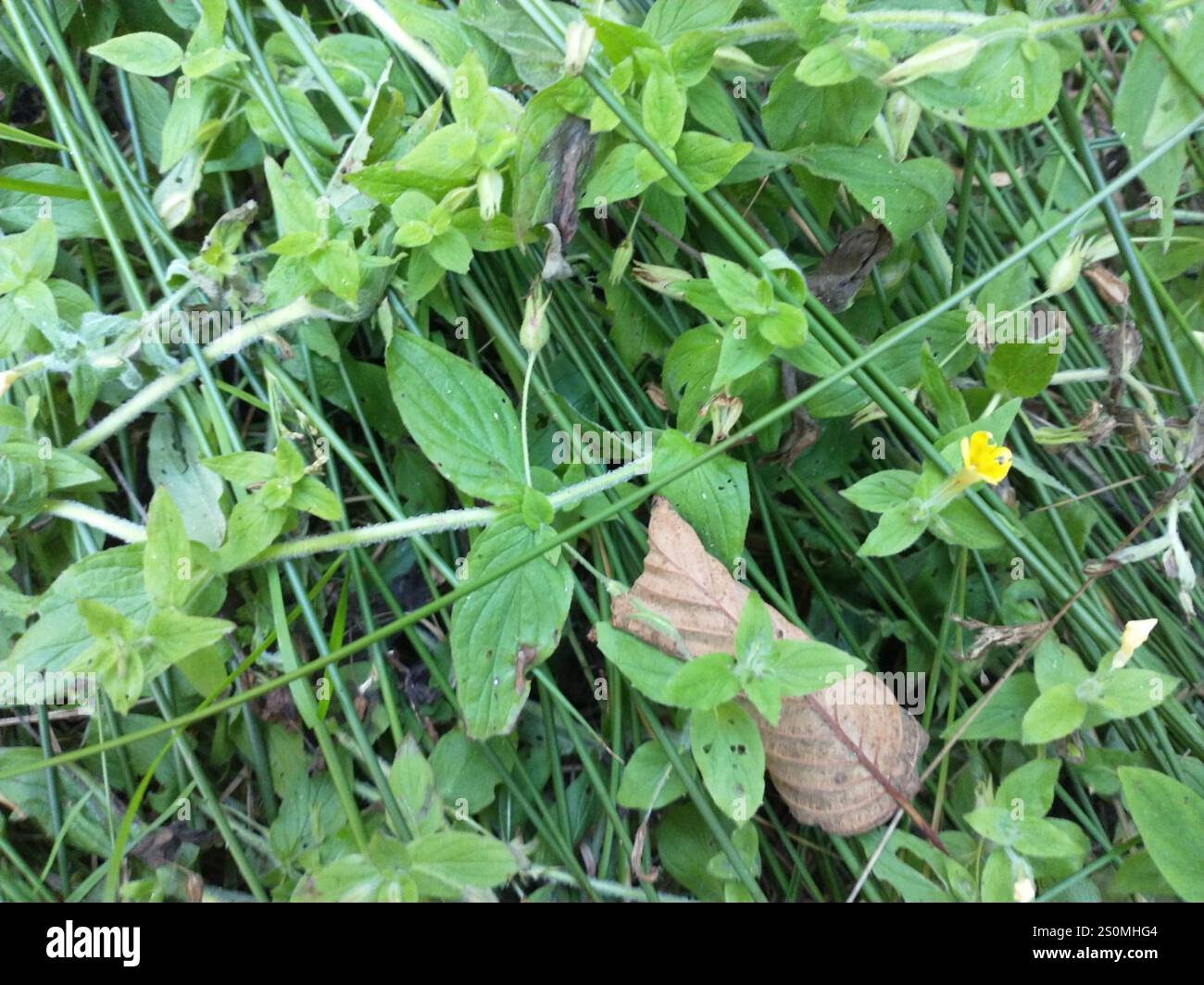 wing-leaf monkeyflower (Erythranthe ptilota Stock Photo - Alamy