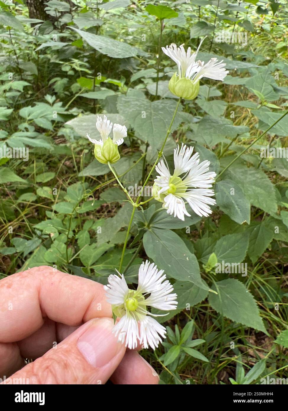 starry campion (Silene stellata Stock Photo - Alamy