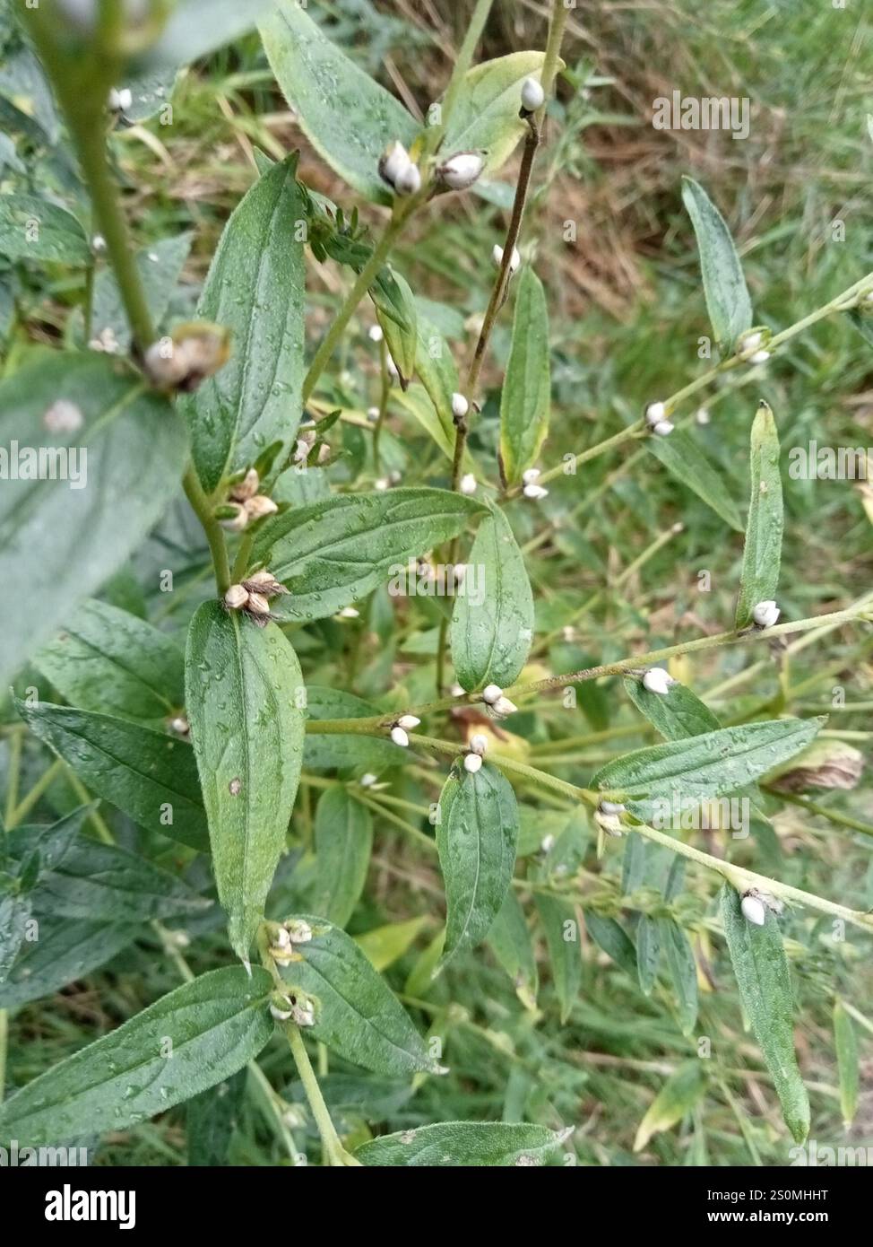 Common Gromwell (Lithospermum officinale Stock Photo - Alamy