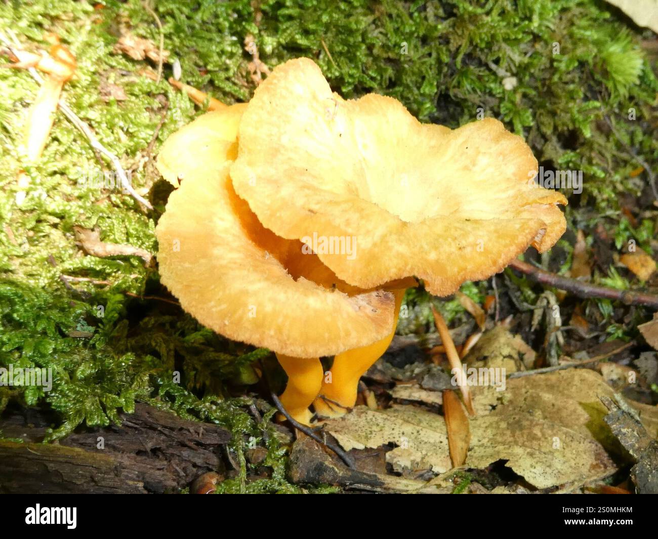 flame trumpet (Craterellus ignicolor Stock Photo - Alamy