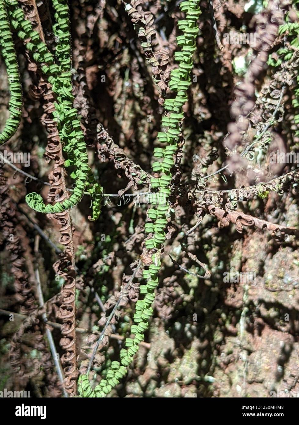 Rockcap fern hi-res stock photography and images - Alamy