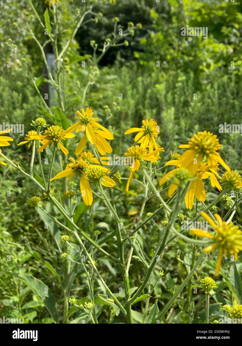 Wingstem (Verbesina alternifolia Stock Photo - Alamy