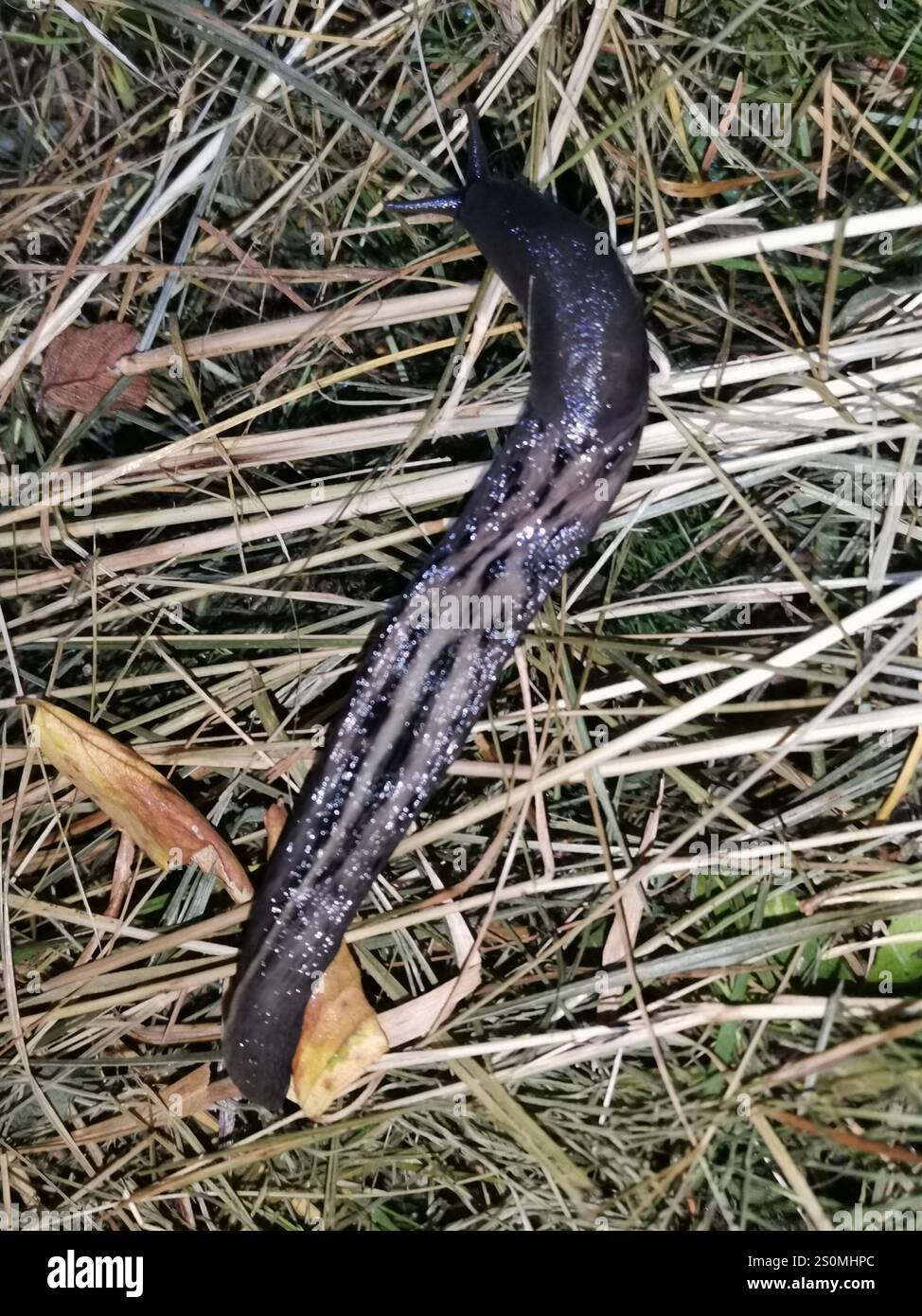 Ash-black Slug (Limax cinereoniger Stock Photo - Alamy