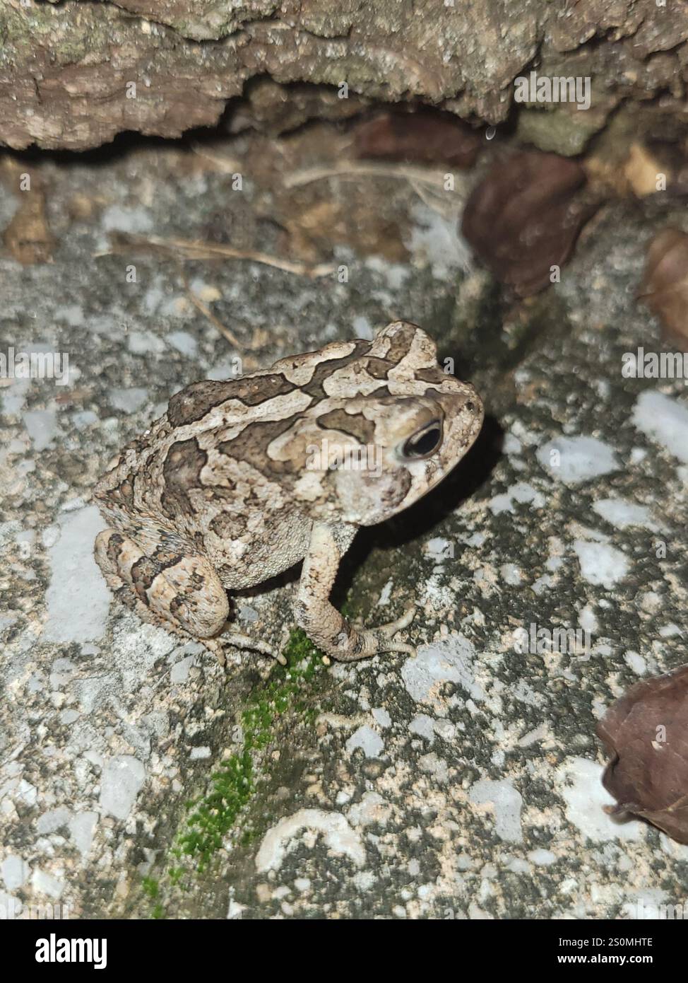 Southern Toad (Anaxyrus terrestris Stock Photo - Alamy