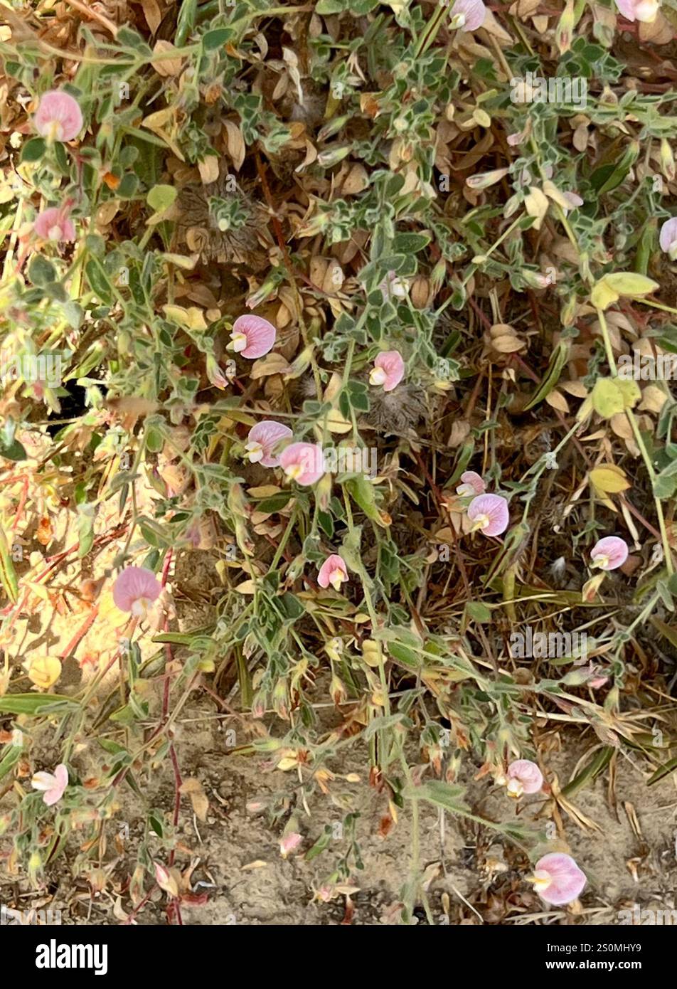 Spanish clover (Acmispon americanus Stock Photo - Alamy