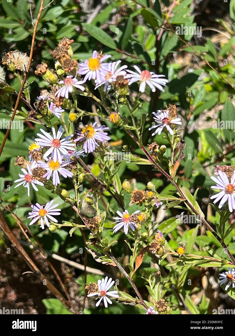 Pacific Aster (Symphyotrichum chilense Stock Photo - Alamy