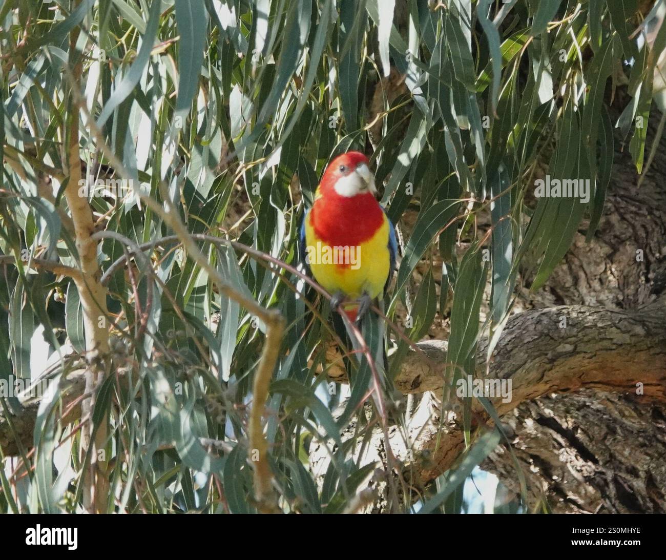 Southeast Eastern Rosella (Platycercus eximius eximius Stock Photo - Alamy