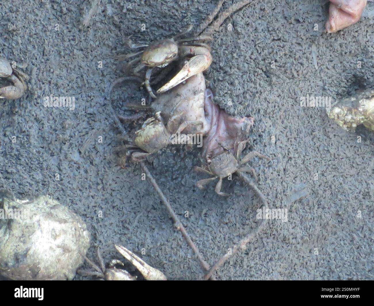 Squids and Cuttlefishes (Decapodiformes Stock Photo - Alamy