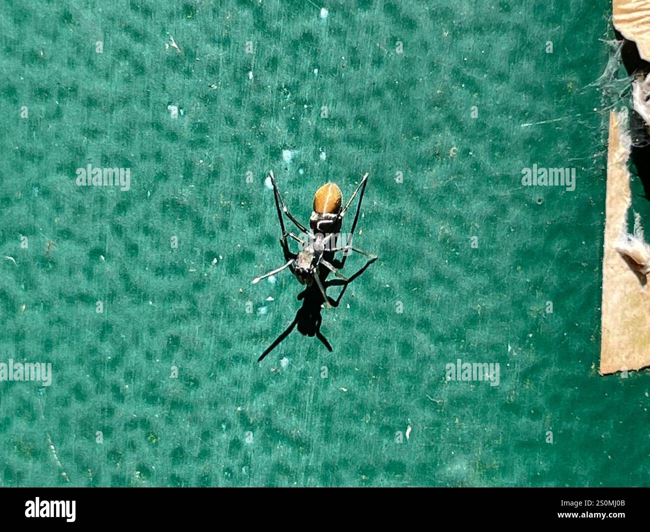 Ant-mimic Spiders (Myrmarachne Stock Photo - Alamy