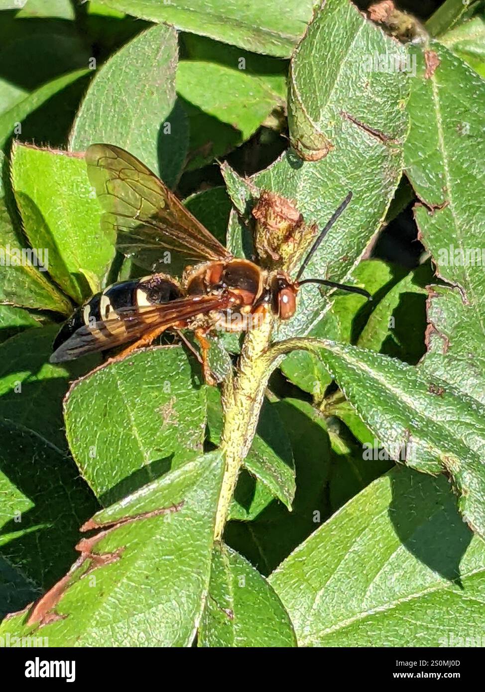 Eastern Cicada-killer Wasp (Sphecius speciosus Stock Photo - Alamy