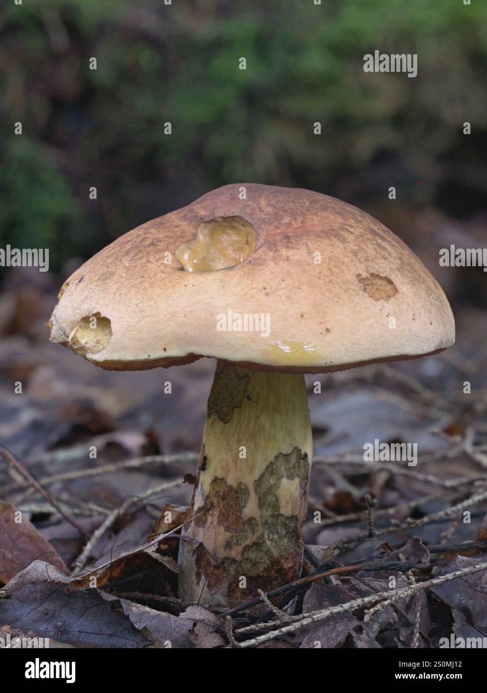 Red-mouth Bolete (Neoboletus subvelutipes Stock Photo - Alamy
