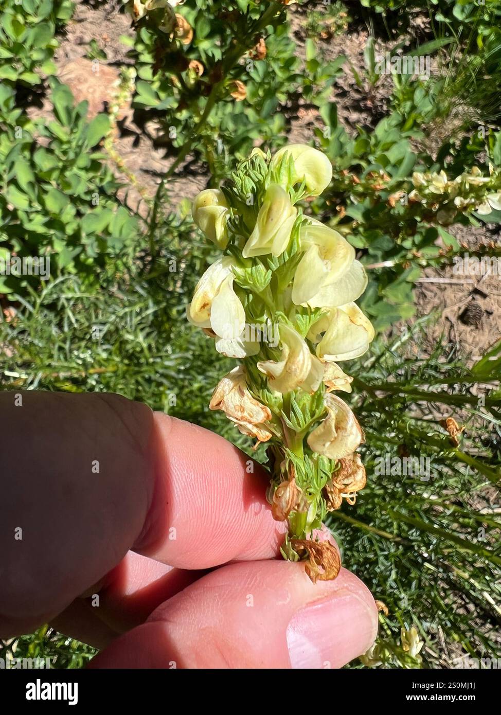 curved-beak lousewort (Pedicularis contorta Stock Photo - Alamy
