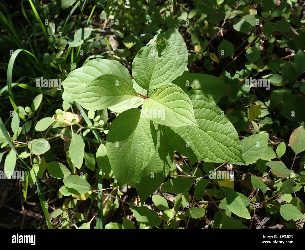 Round-leaved Dogwood (Cornus rugosa Stock Photo - Alamy
