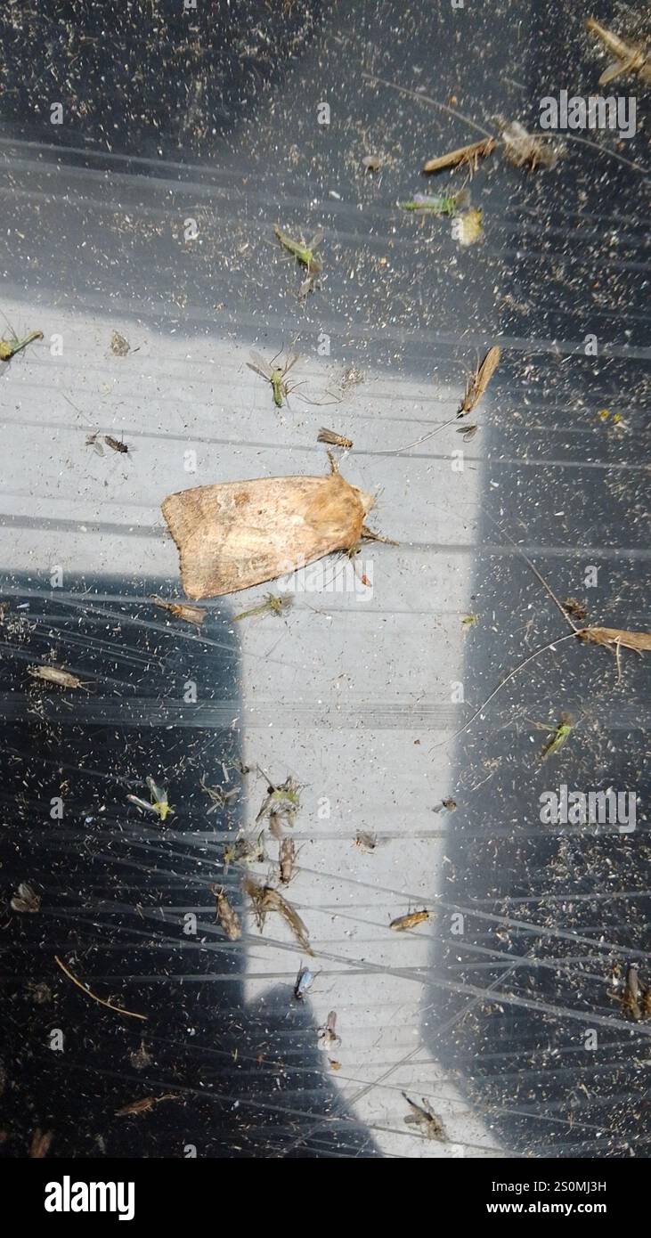 Small Square-spot (Diarsia rubi Stock Photo - Alamy