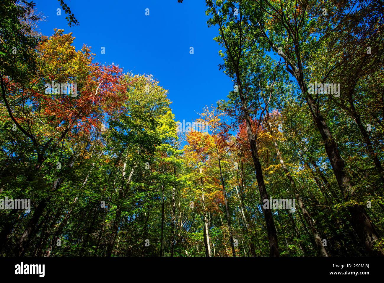 Colorful Wisconsin forest with blue sky in early October, horizontal ...