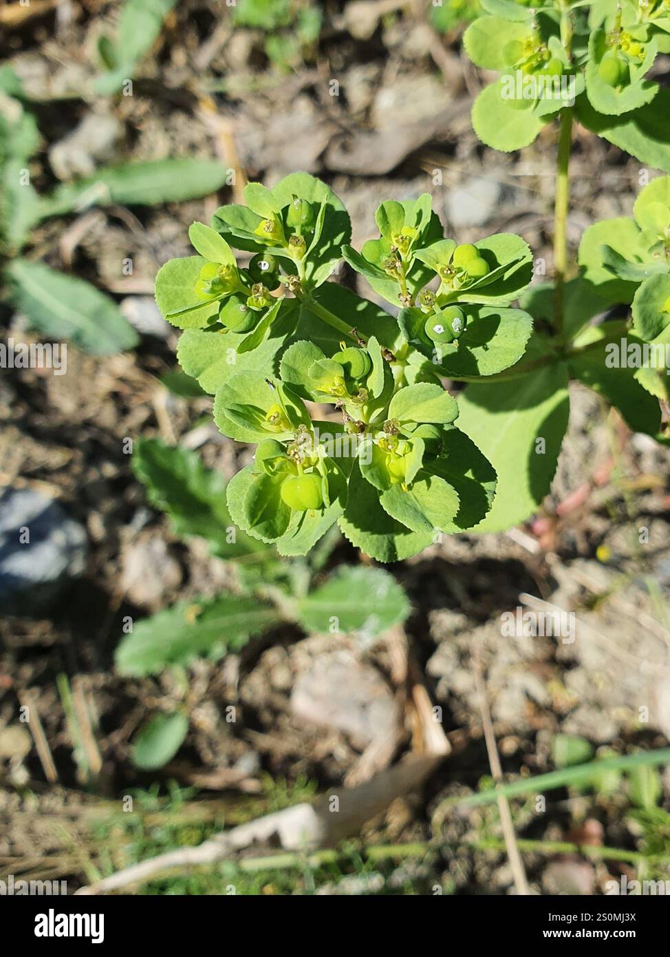 Sun spurge (Euphorbia helioscopia Stock Photo - Alamy